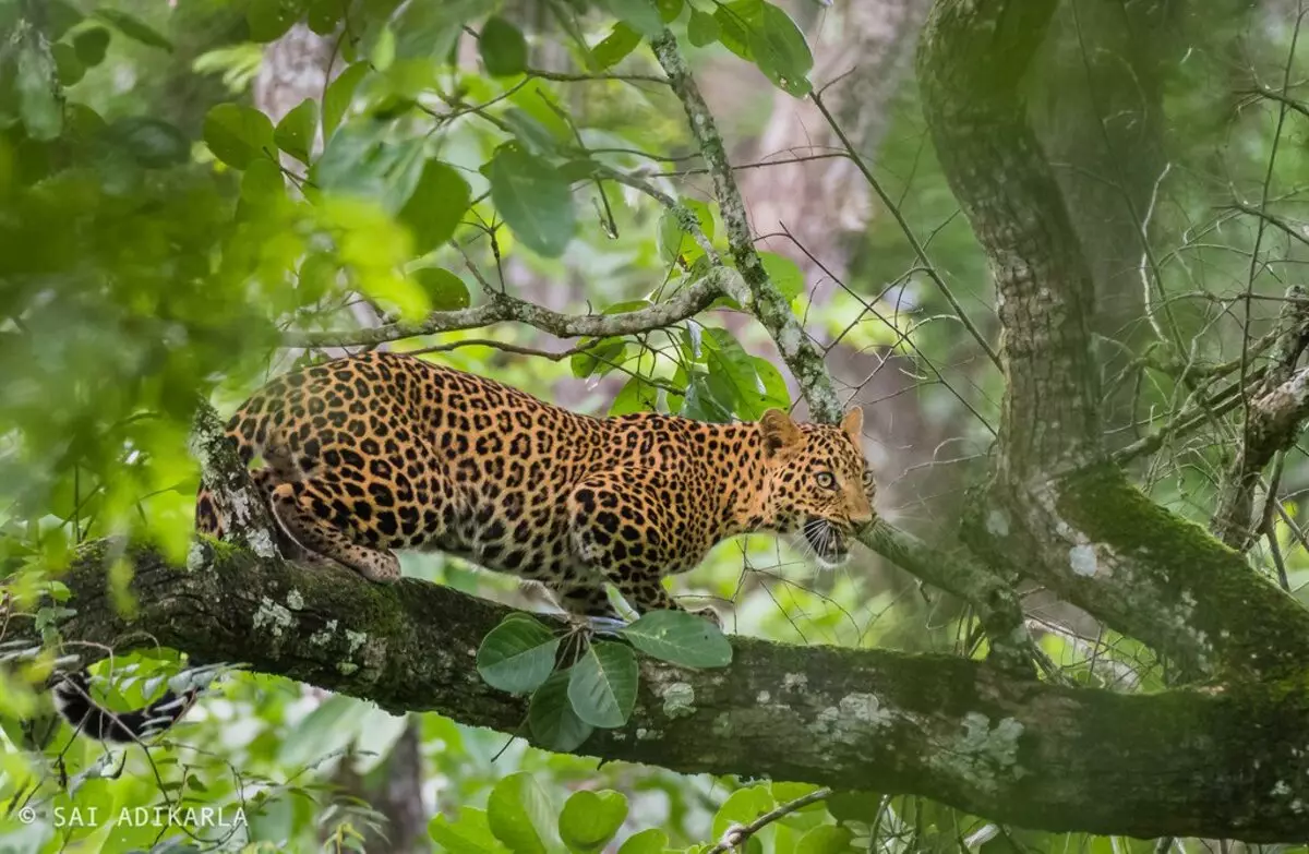 Leopard wanderte in der indischen Stadt: Es gibt Opfer
