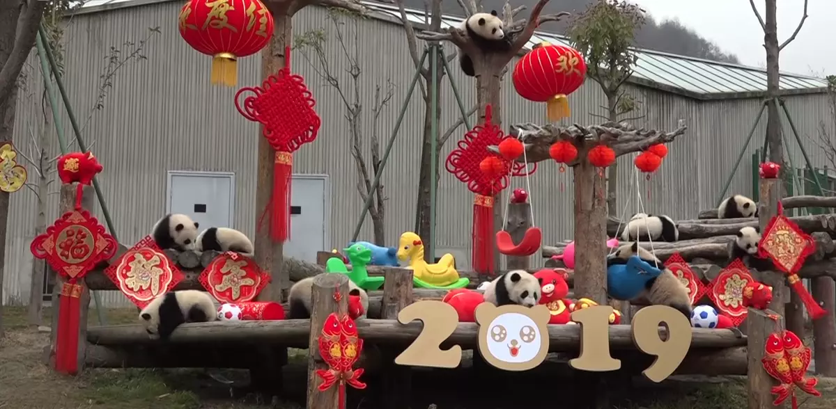 पांडा चीनी नव वर्ष मनाते हैं: वीडियो