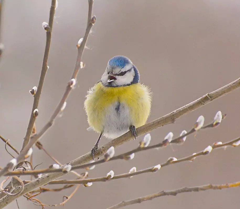 Zbog klimatskih promjena tits ljut i počeo da se ubije