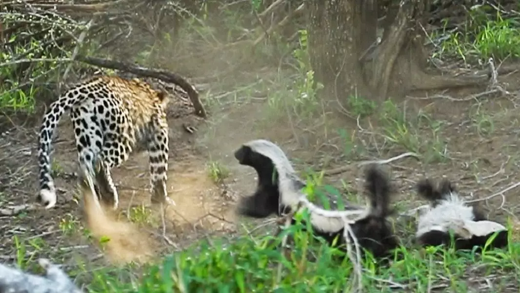 Rabbia medica: la madre salva un cucciolo da leopardo