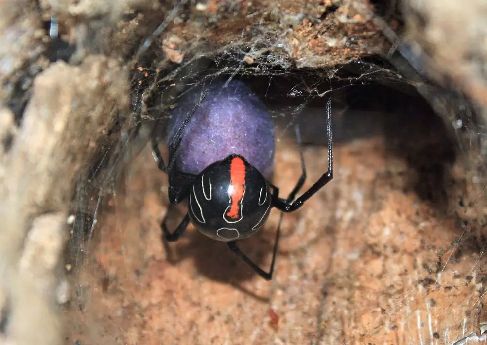 Viuda, sí, no el: en África encontró un nuevo gigante de araña venenosa