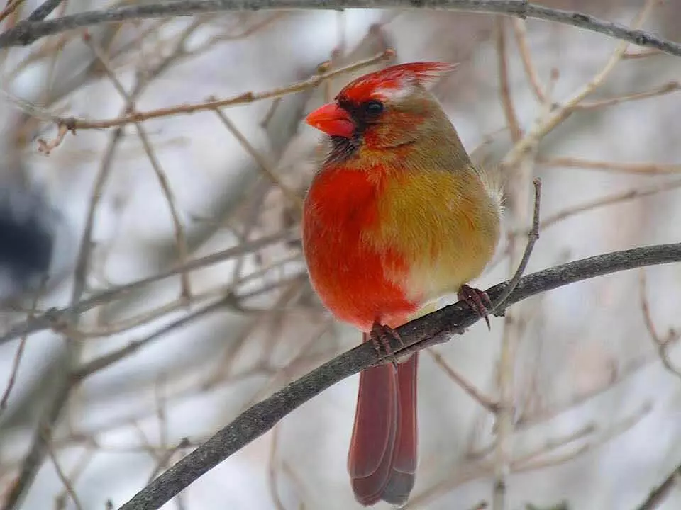 Dheweke? Burung Langka mencet foto ing Pennsylvania