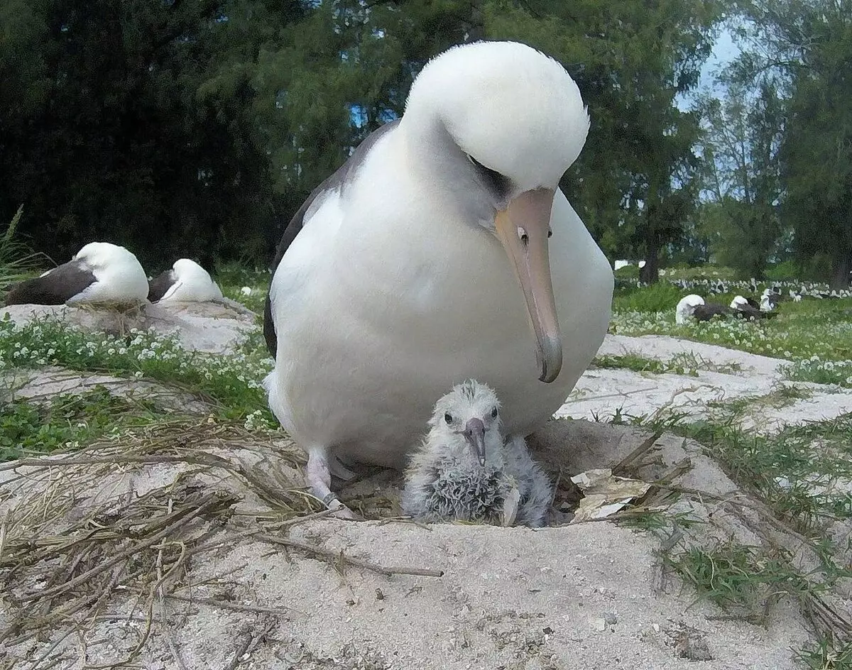 Mamá en 68 años: el más antiguo del mundo de la hembra de Albatross puso un registro