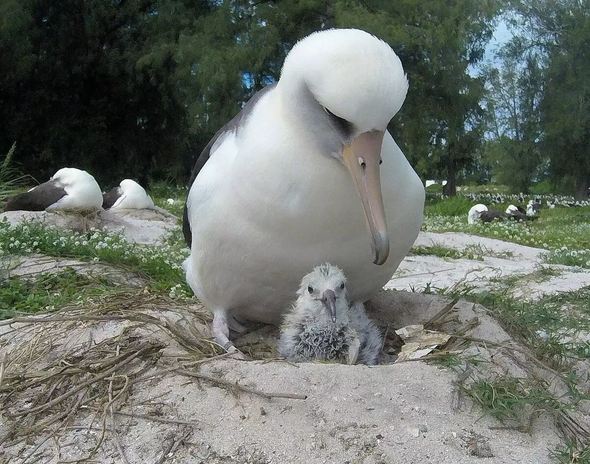 Mamma á 68 ára aldri: elsta í heimi kvenkyns Albatross er sett upp