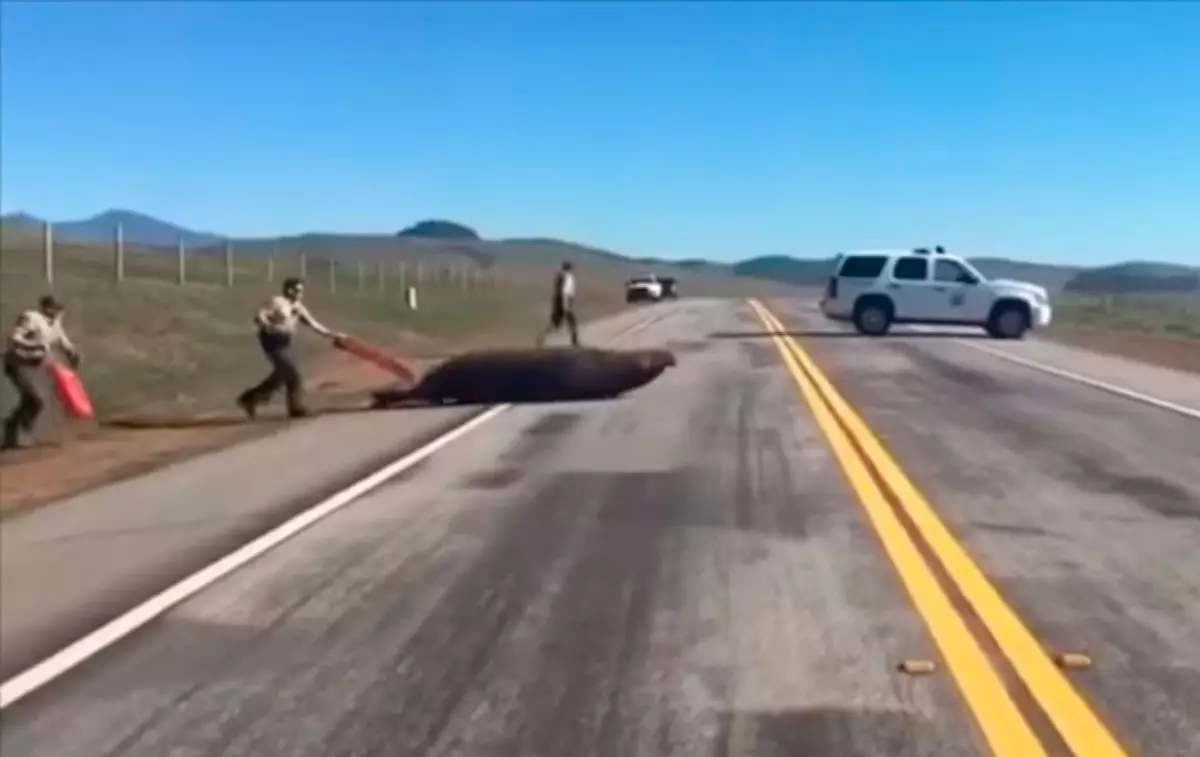 PDD para el elefante marino: cómo mover la carretera