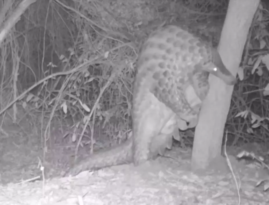 Het geheime leven van pangolins raakte de video