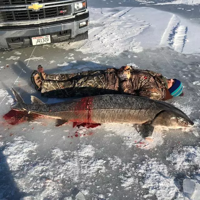 130 ára gamall Sturgeon Giant Caught í Bandaríkjunum