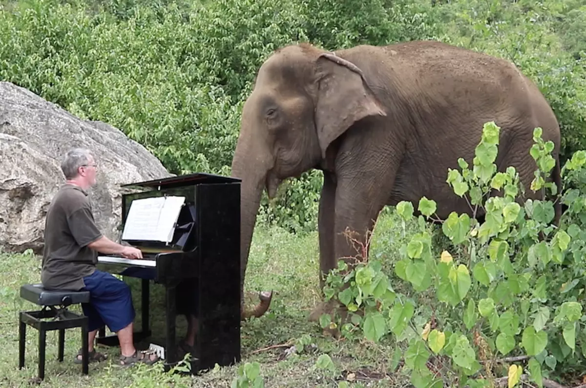 Seni - Binatang: Pianis bermain untuk pasien dengan gajah