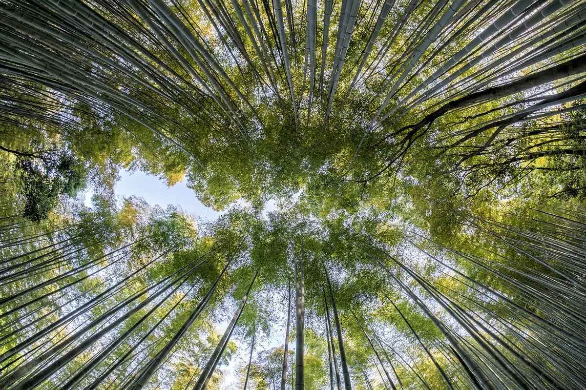 Trilyon ağaçlar: yeni bir dünya kurtarma planı