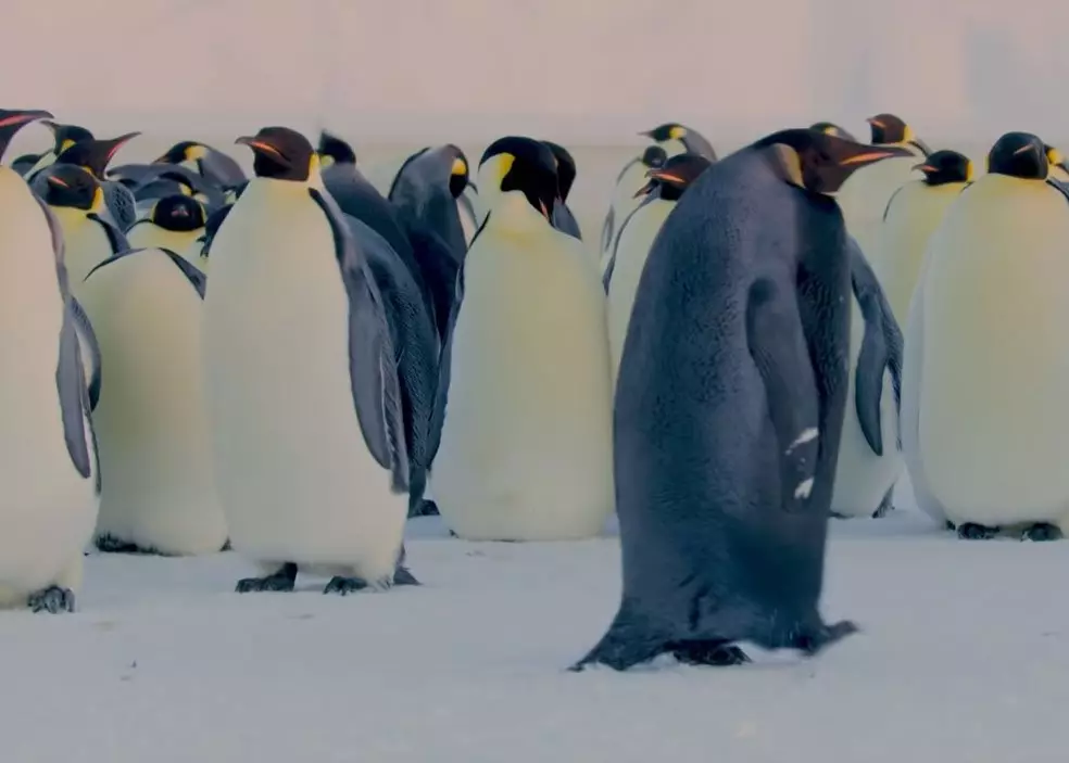 "Mot system": Den svarta färgens kejserliga pingvin slog videon
