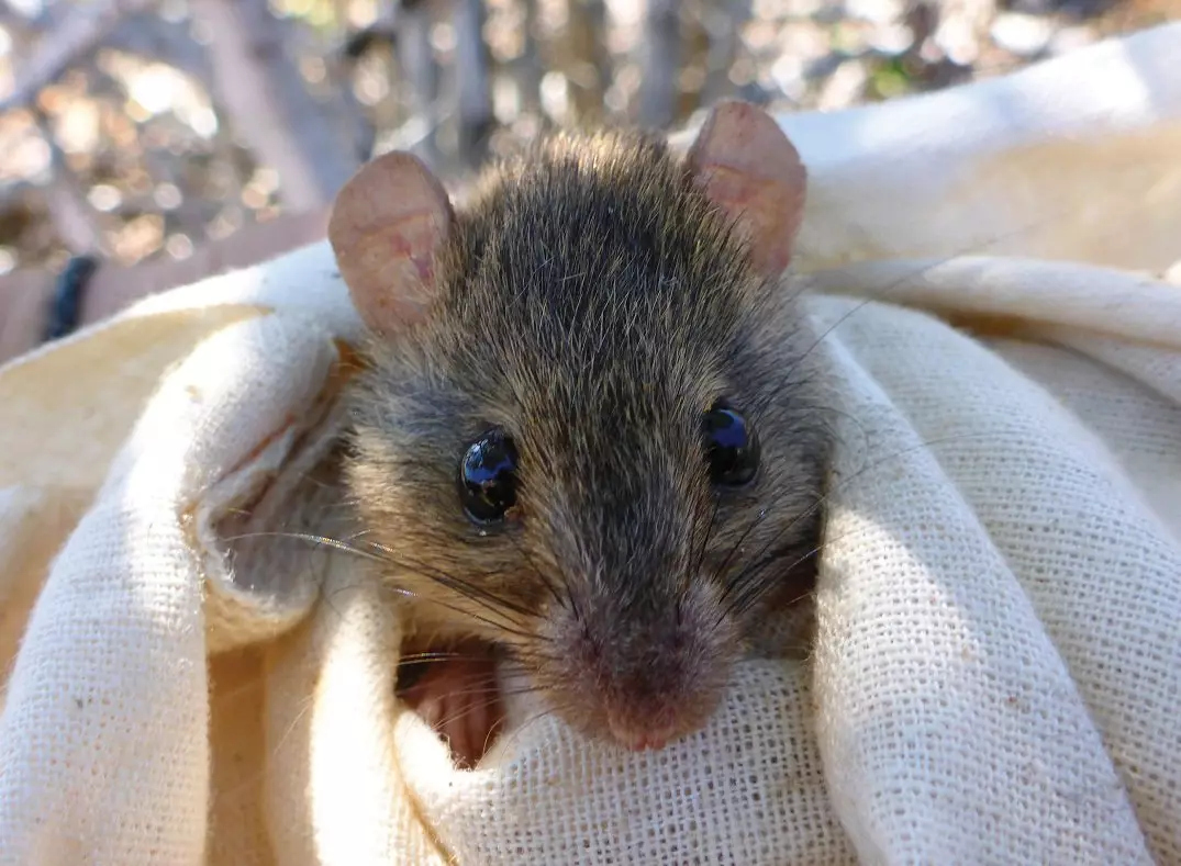 "Algú havia de ser el primer": una mena de rata reconegut extingir a causa de l'escalfament