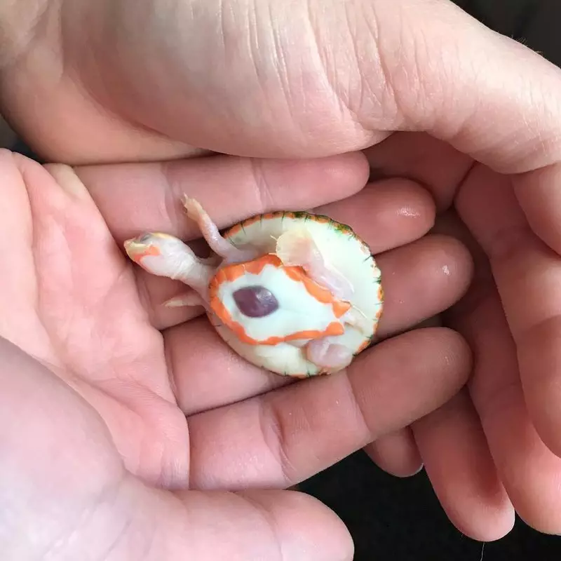 Naturens mirakel: Open-Heart-Albino Turtle