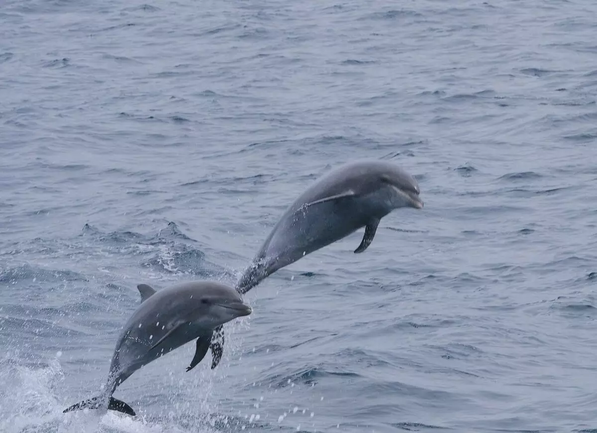 Дельфиннар ничек дусларын сайлыйлар