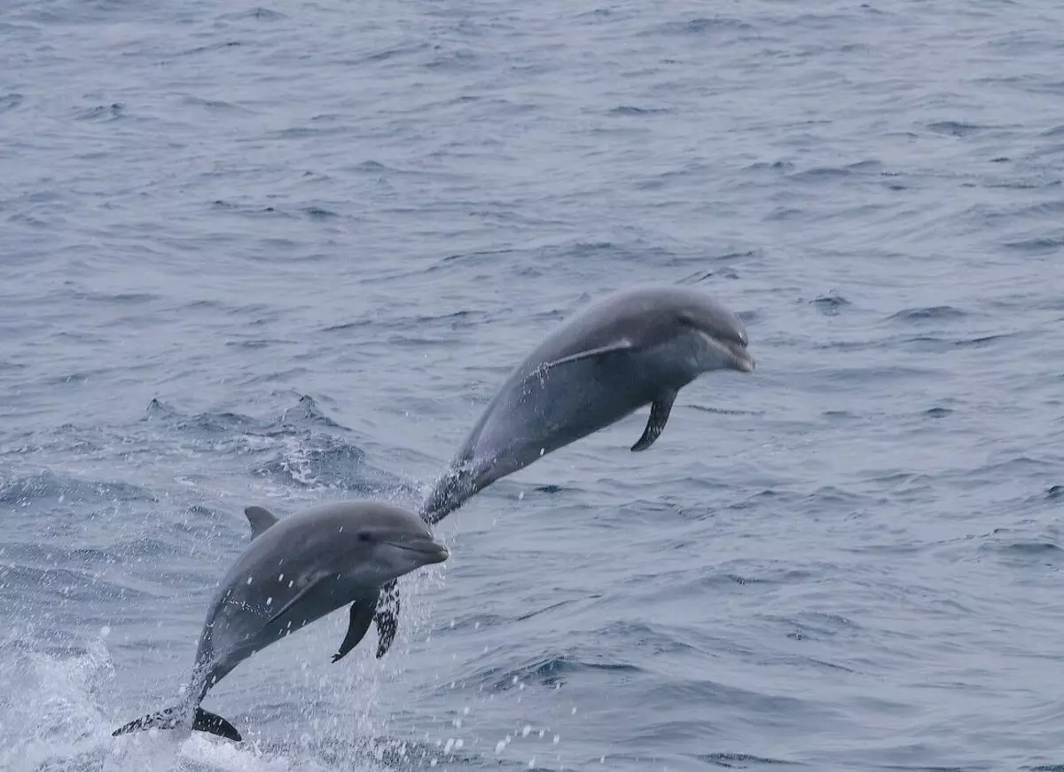 Kedu ka Dolphins si ahọrọ ndị enyi ha