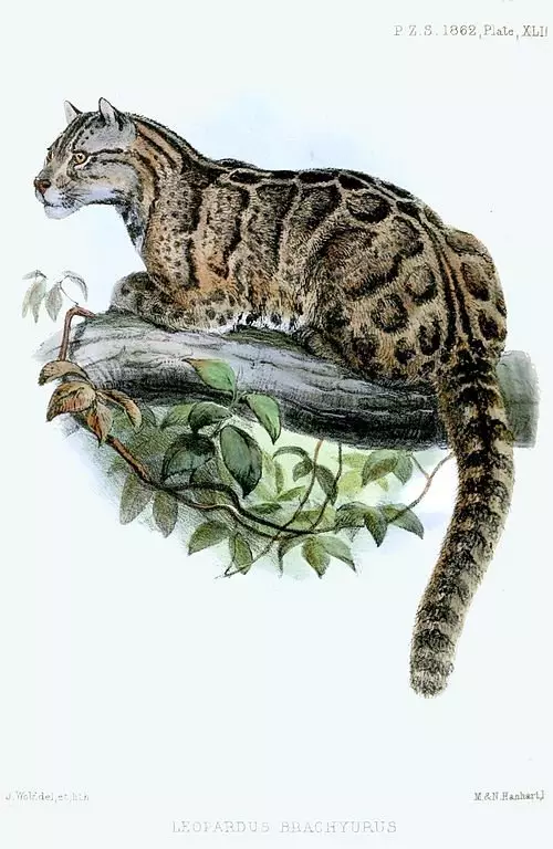 په تايوان، د leopard ليدلي، چې د ده په نظر د منځه تللې وي (خو دا د ډاډمن نه دی)