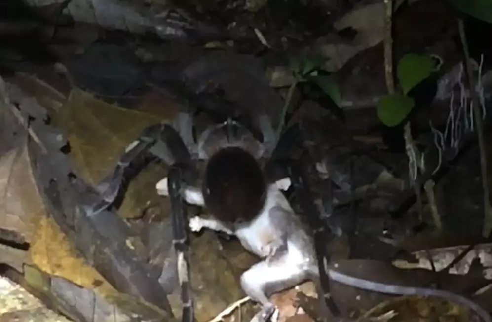 Opossum waqa 'vittma ta' Spider: Għall-ewwel darba fuq il-video