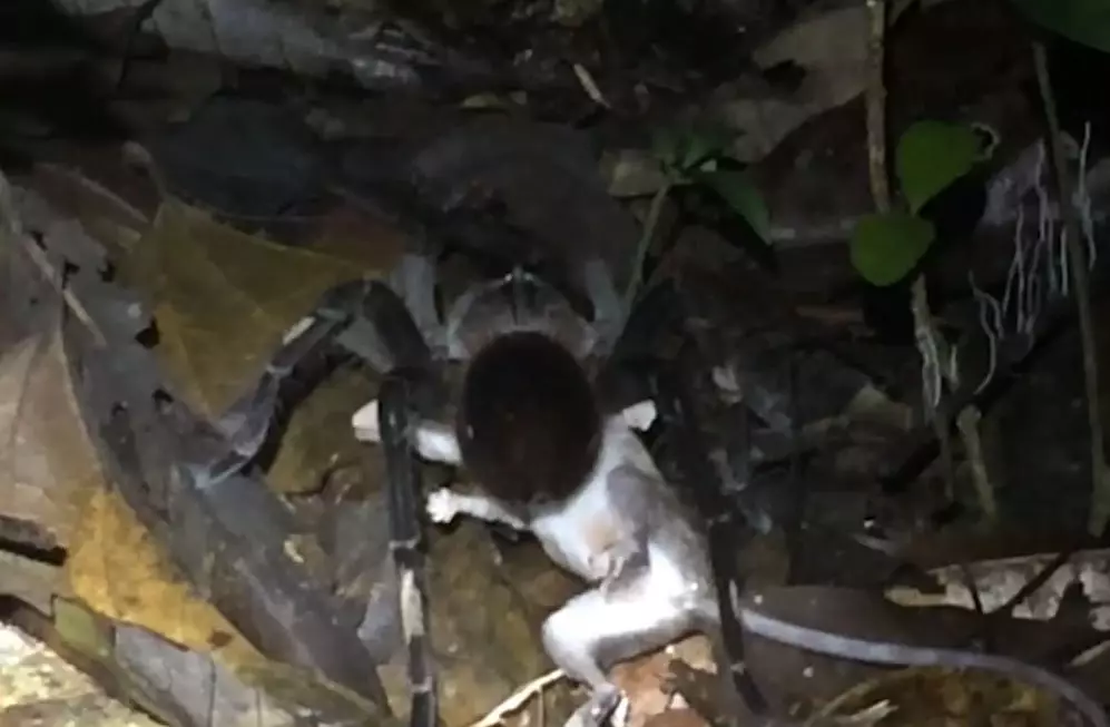 Opossum o ile a hlaseloa ke spider: ka lekhetlo la pele ka video