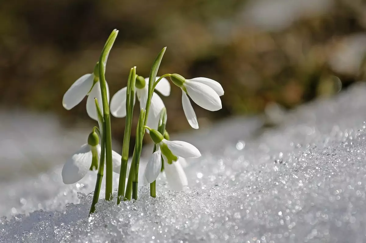 Wanneer sal die ware lente kom in Moskou?