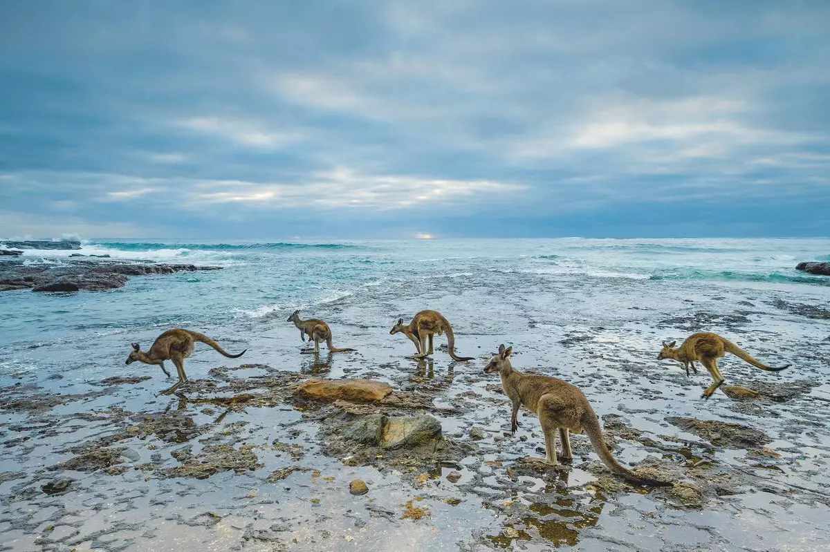 Passy op Kangaroo: wûnder fan evolúsje as natuerramp?