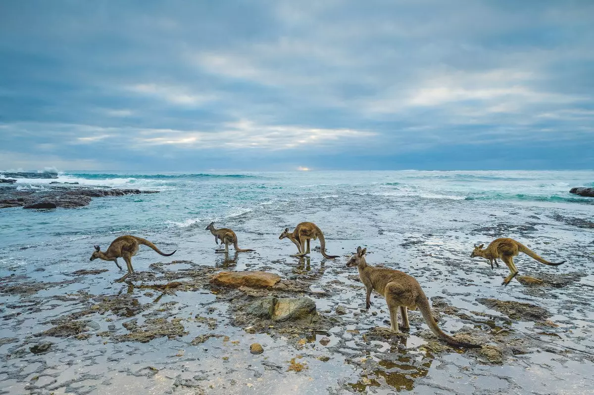 Passion na Kangaroo: Čudo Evolucija ili prirodne katastrofe?