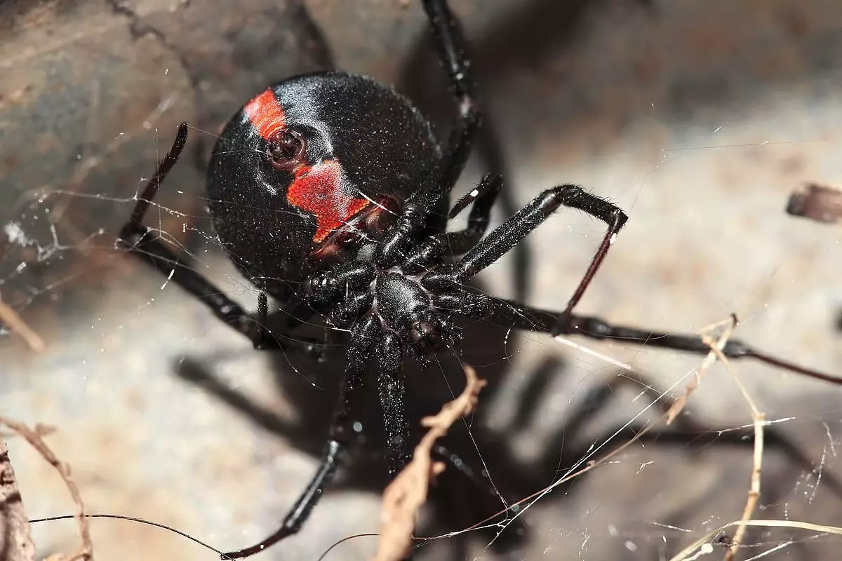 Spider helmuese kundër një gjarpri helmues - kush do të fitojë?