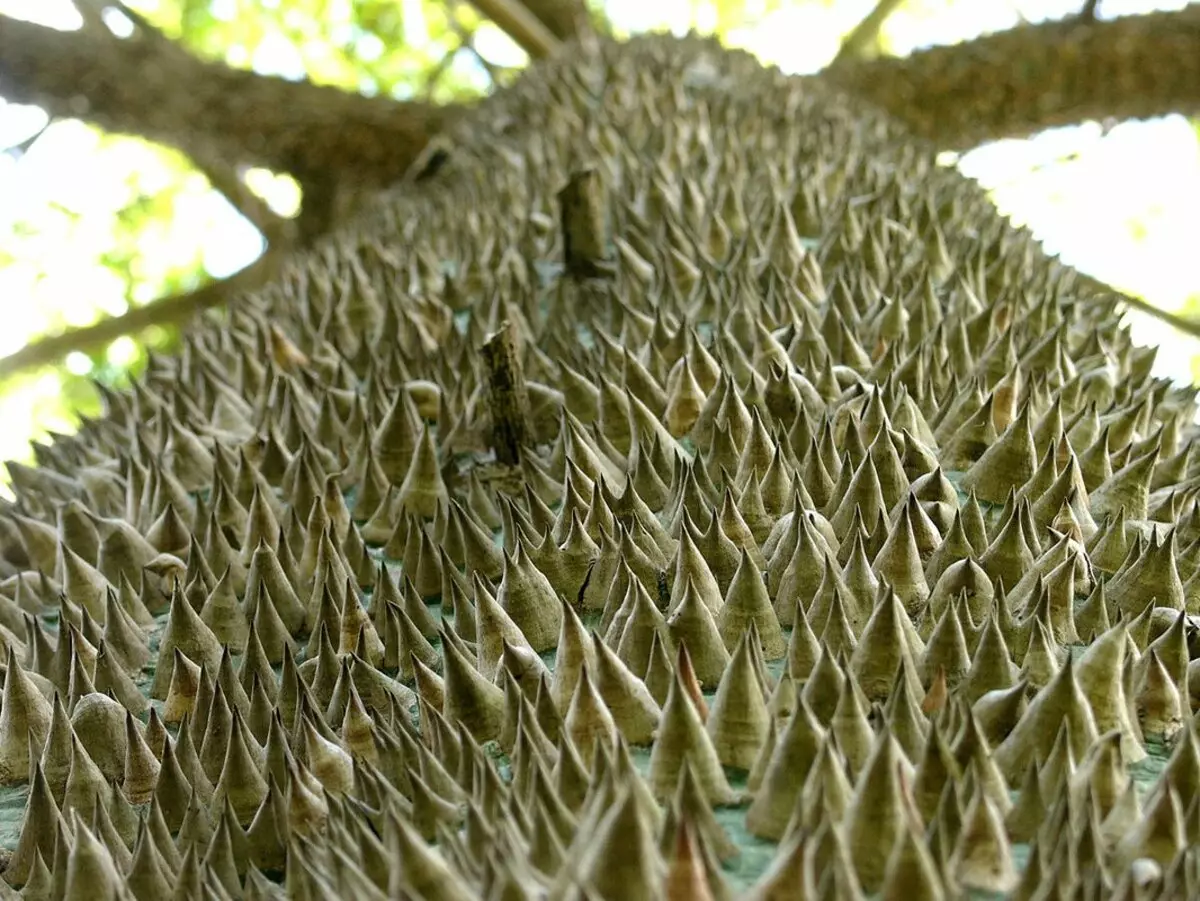 L'albero nazionale Puerto Rico ritorna alla vita