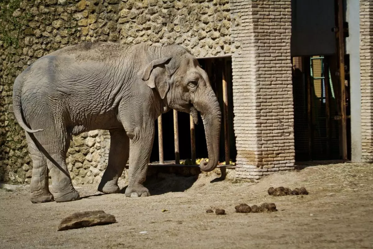 Spāņu zooloģiskajā dārzā maigākais zilonis pasaulē nomira