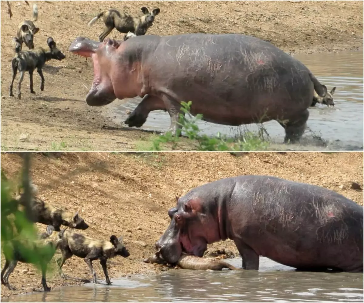 Hippo הורג אנטילופה: וידאו