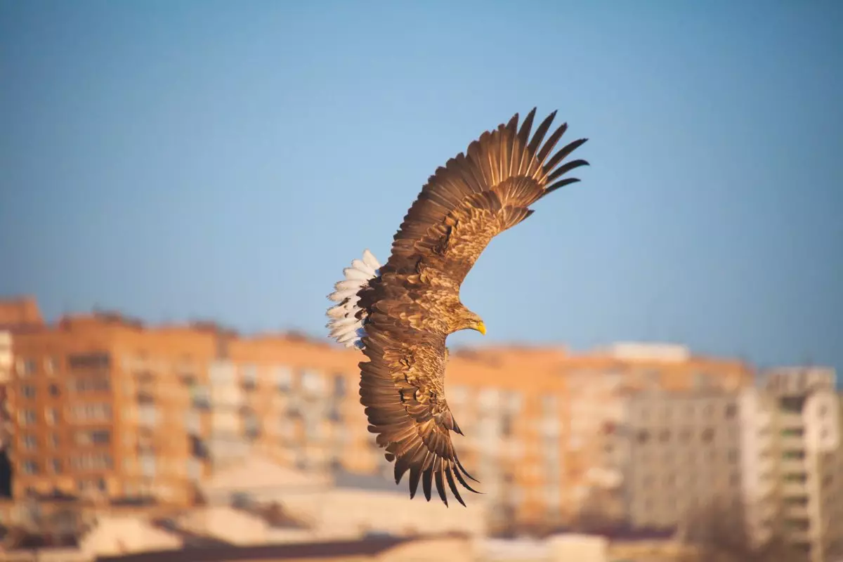 Орлани в місті дикі птахи Владивостока