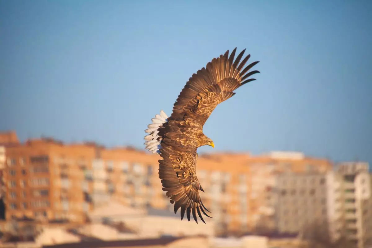 Orlans sa lungsod: Wild ibon ng Vladivostok.