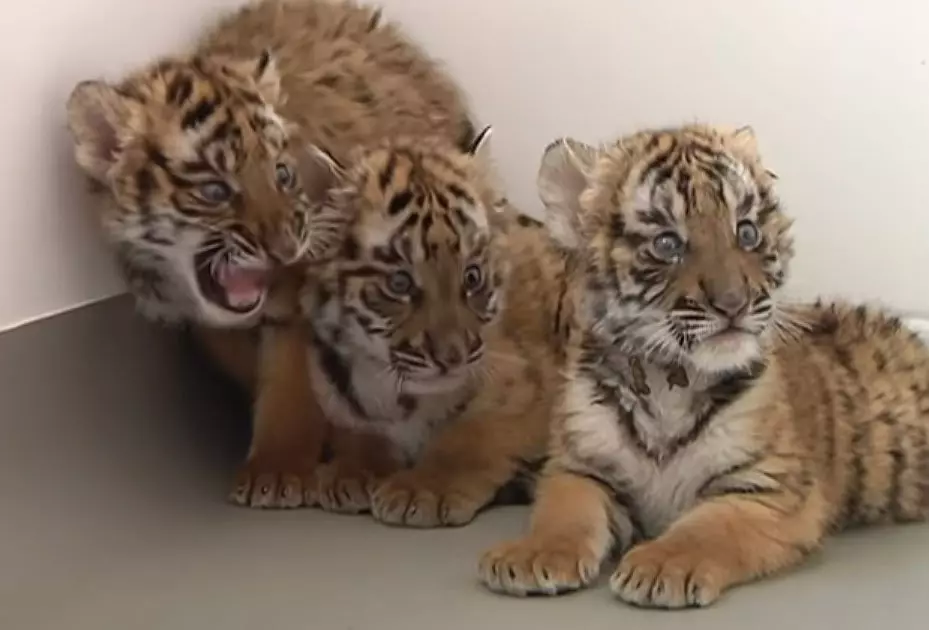 Kama ilivyo nchini China, tahadhari ya tigers ya kutoweka: video
