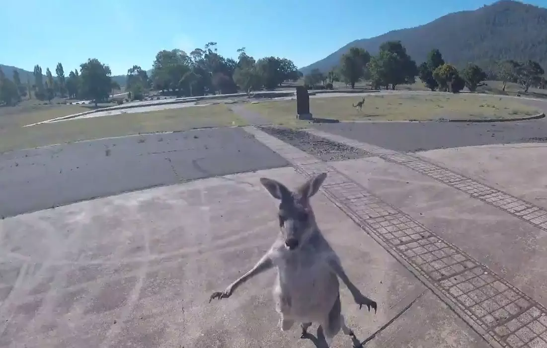 Kangaroo Attacks Paraglider: video