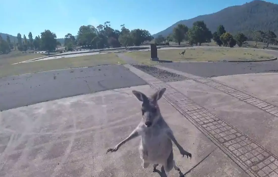 Kangaroo ການໂຈມຕີ Paraglider: ວິດີໂອ