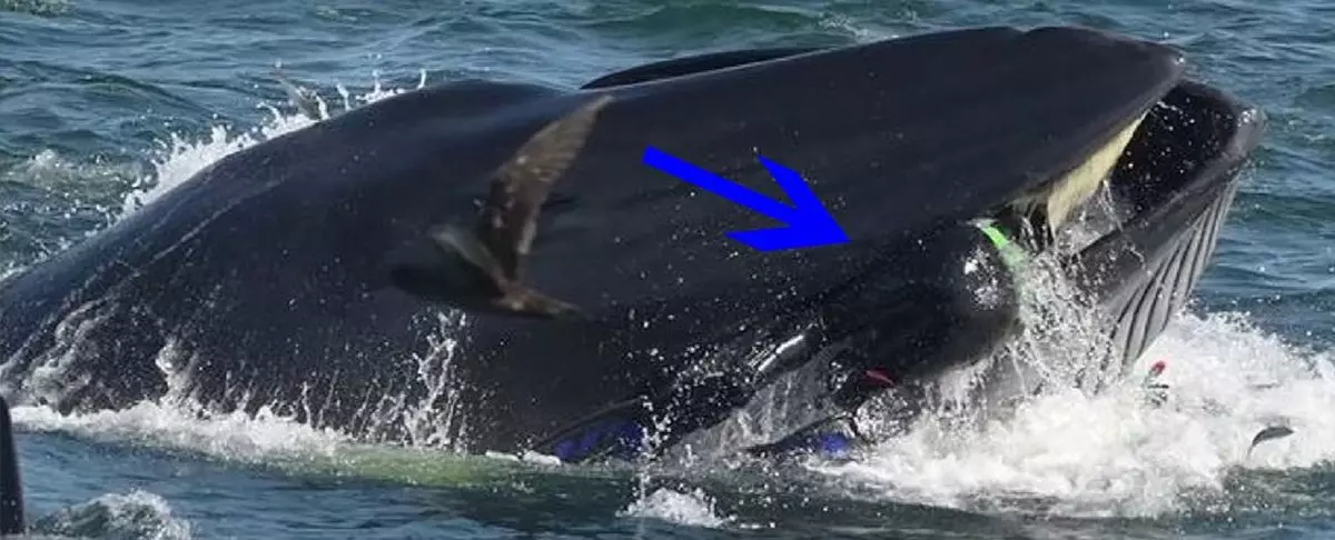 Duiker in de mond van de walvis: video