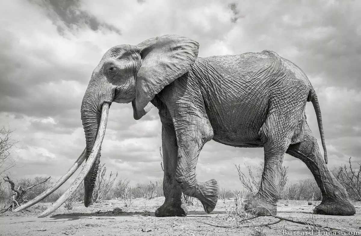 ملكة الفيلة: صور نادرة
