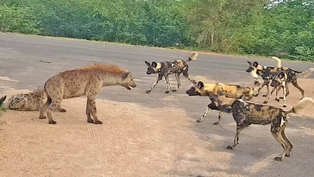 Hiena contra cães hienoides: quem