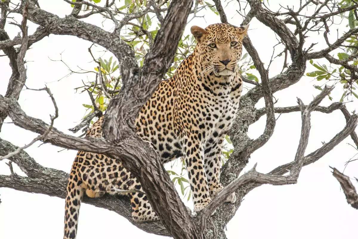 Leopard gejaag agter die aap en vas op die boom