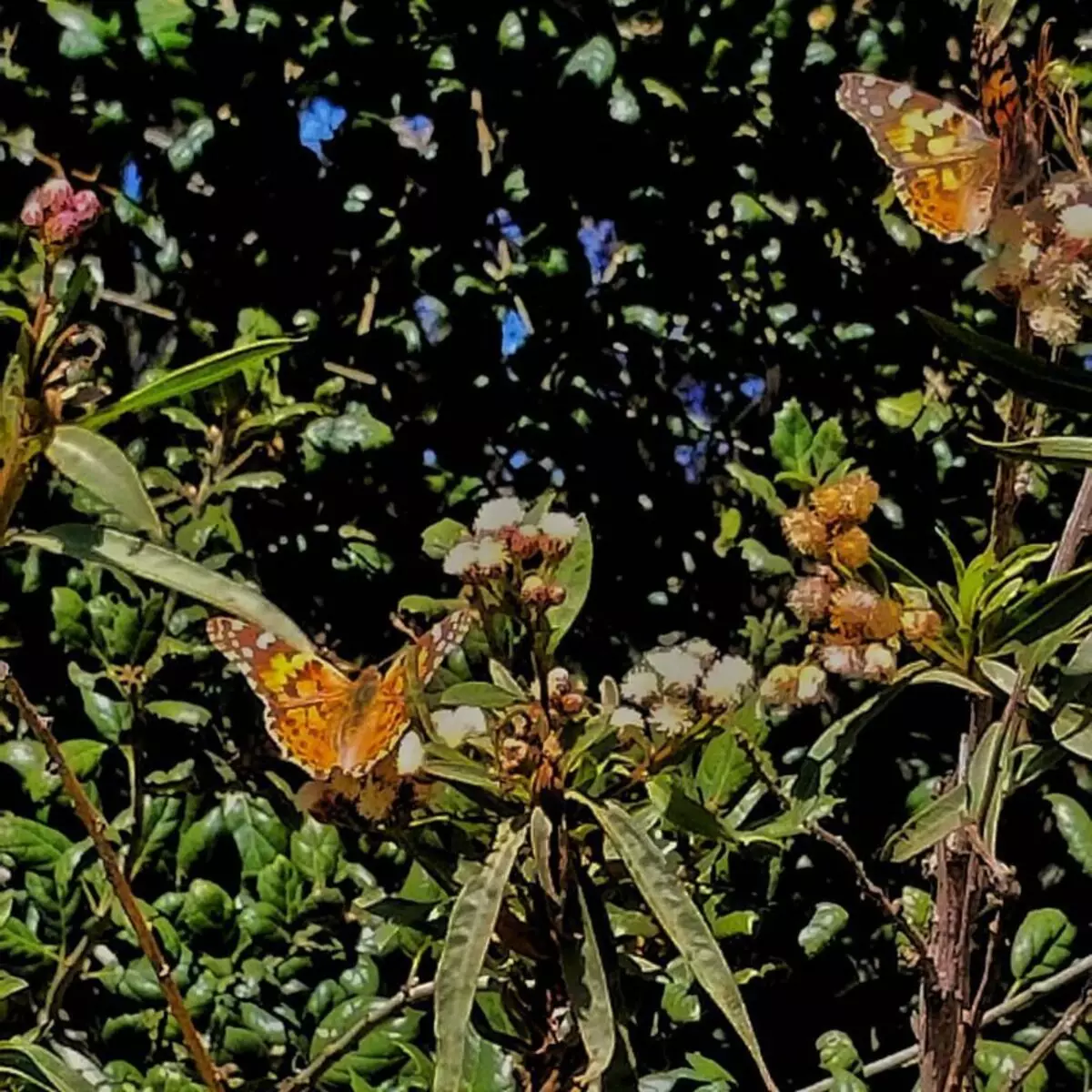 Mass invasion of butterflies in California: photo and video