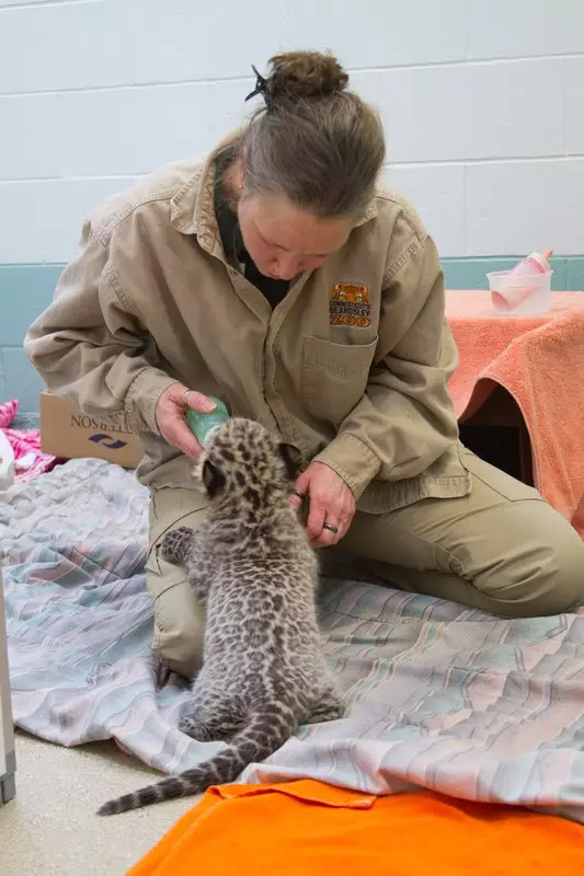 Ukugcwaliswa okubonakalayo: Izingwe ezingavamile zazalwa e-American Zoo