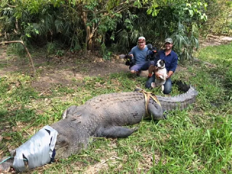 "Problem" Crocodile Gigant jest wreszcie złowiony w Australii. Będzie żył długo i szczęśliwie