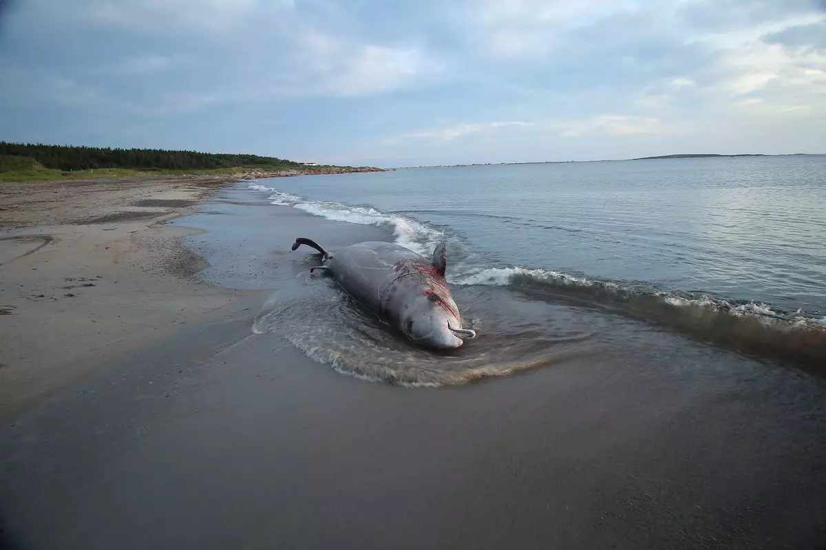 "Dette er ulækkert": 40 kg plast fundet i maven af ​​den afdøde triad