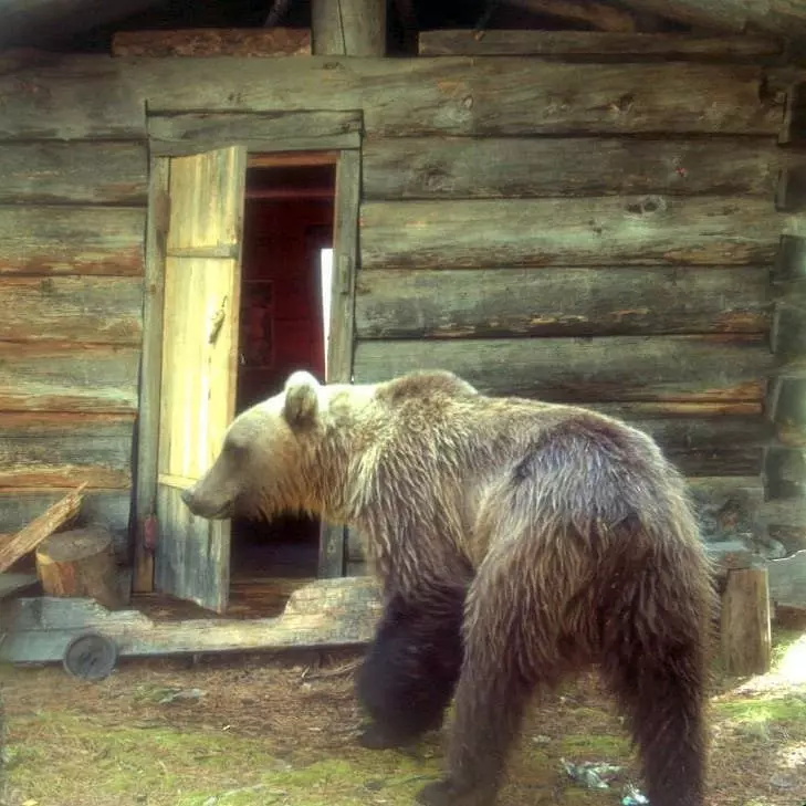 დათვი ვანდალური ხელით მასპინძელი რეზერვში: ვიდეო