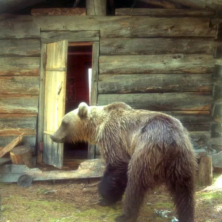 Bear Vandal Hand in the Host Reserve: Video