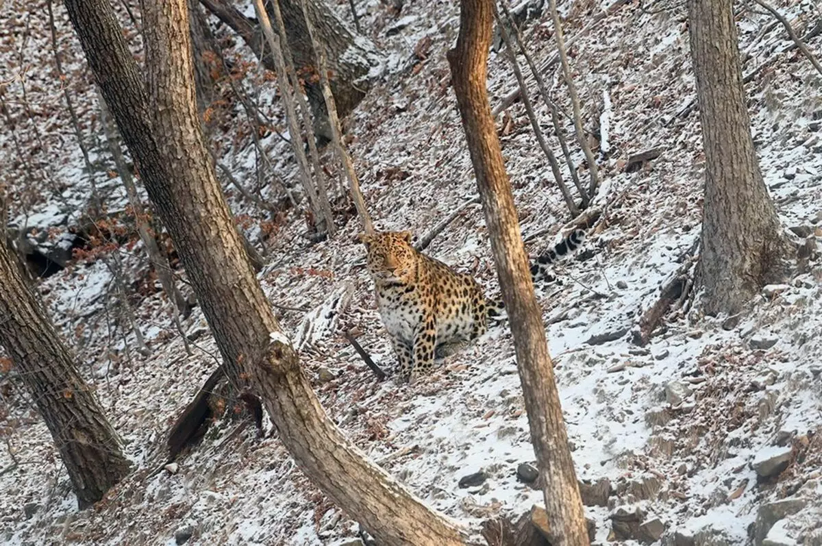 Fotògrafs van aconseguir capturar el lleopard més rara a Primorie Ntropka