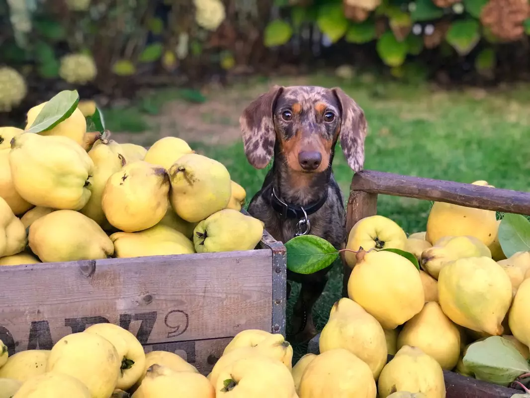 Els vegetarians involuntarly: La gent està canviant la dieta mascotes