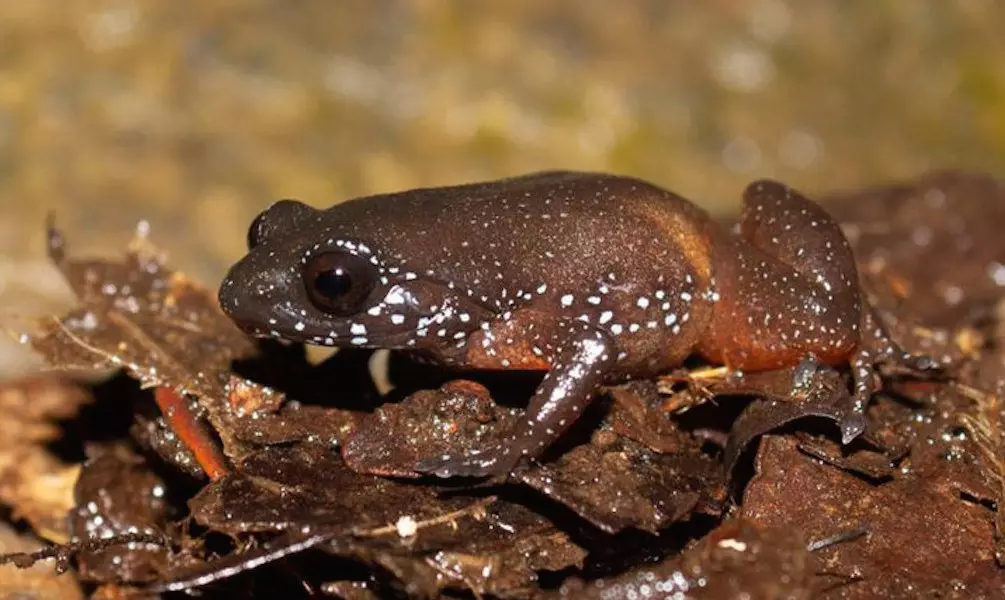 Grenouille en camouflage: Rencontrez le représentant du nouveau type