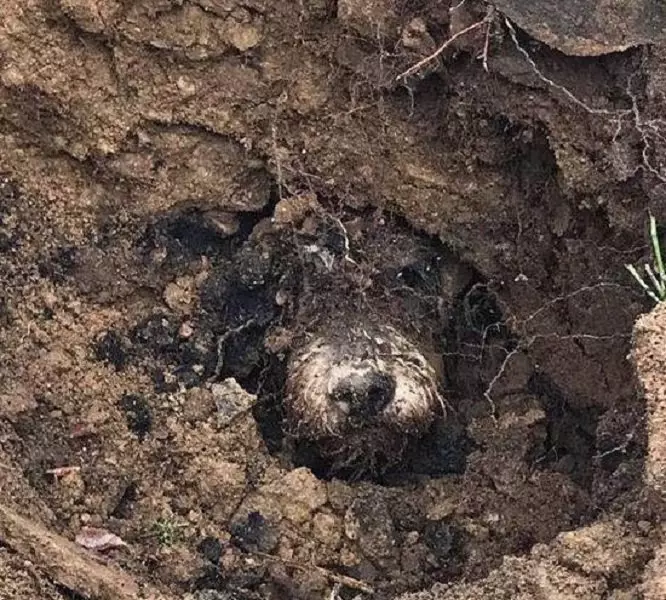 DachshundはウサギのNoreで5日間過ごしました。彼女は救われました！