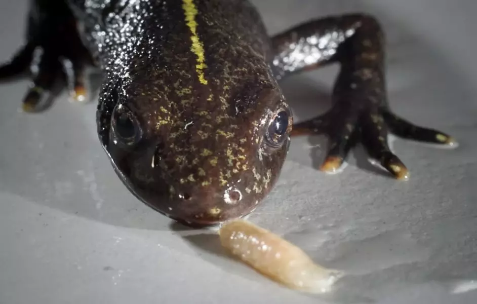 Real salamanders chew with the help of a nose - how and why?