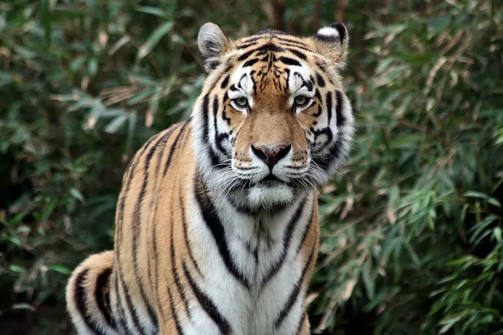 خاباروفسك زېمىنىنىڭ ئاھالىسى amur tiger نى ئېتىۋەتكەن