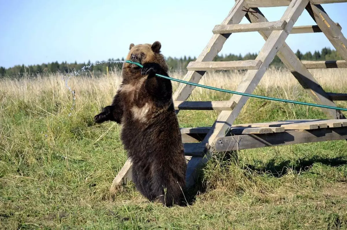 Kepiye pilot diadopsi bear: Sejarah saka Mansura